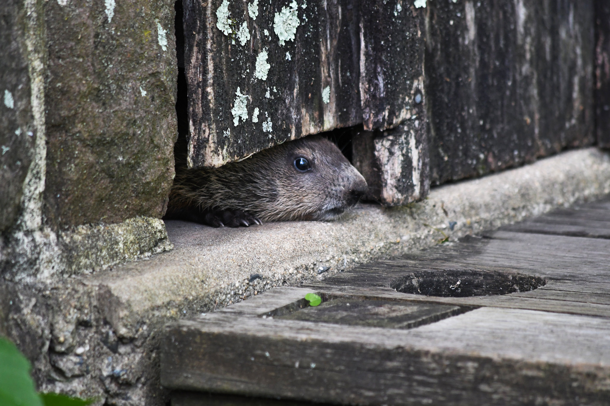 GROUNDHOG DAY | The Transparency Project